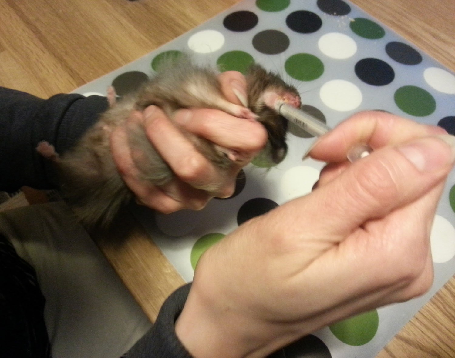 Kihomadot hamsterilla (Syphacia) – Hamsterit.net