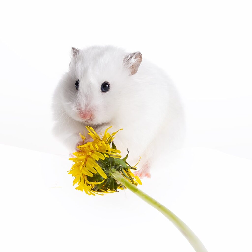 Hamsteritietoa hamstereiden omistajille ja kasvattajille