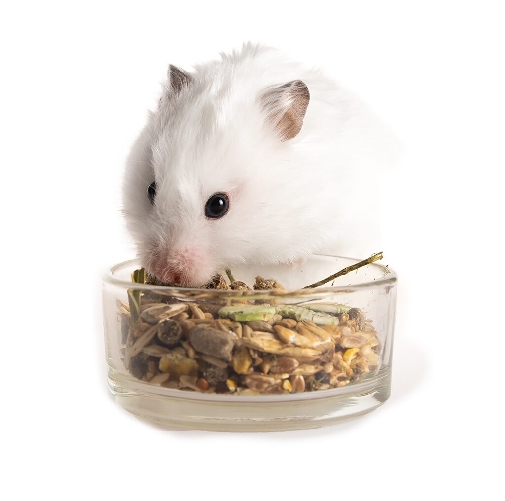 Hamsteritietoa hamstereiden omistajille ja kasvattajille